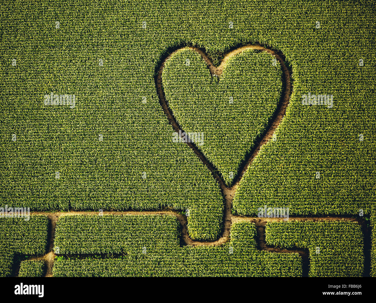 Aerial view, Heart in the corn field, corn maze in a cornfield in ...