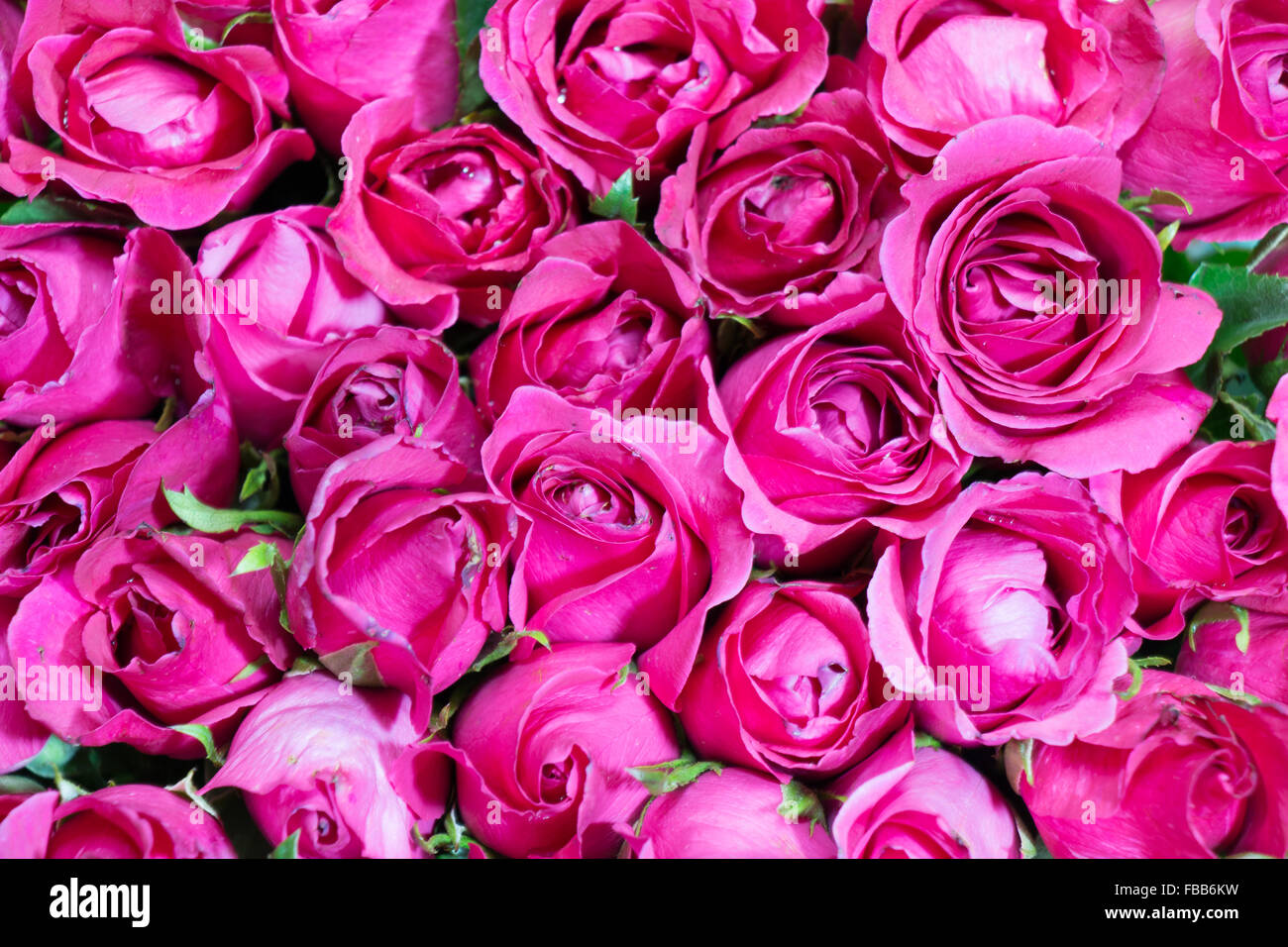 Pink of Roses bouquet background, set of Beautiful flower Valentine ...