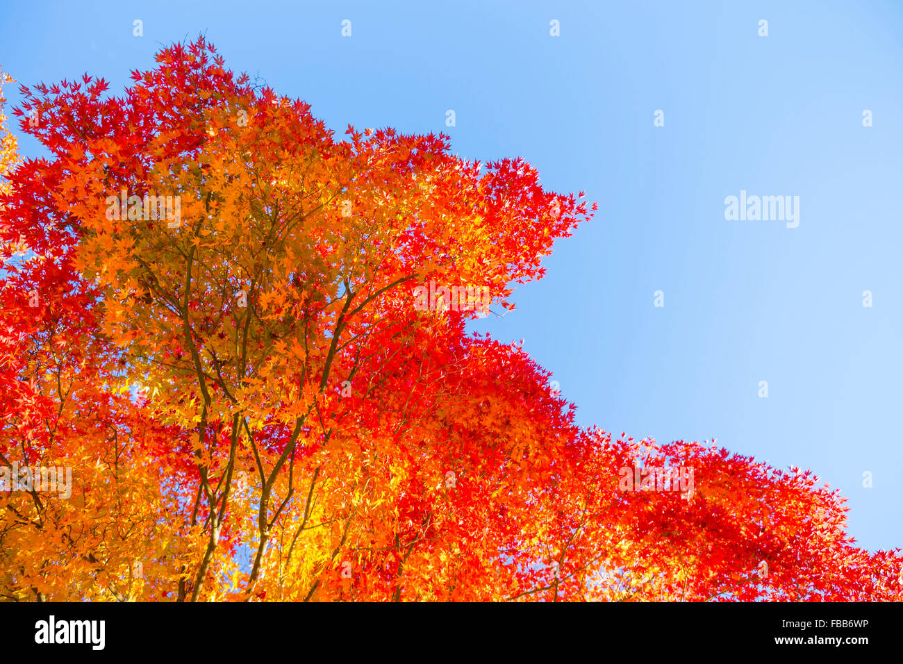 Autumn leaves and clear blue sky Stock Photo - Alamy