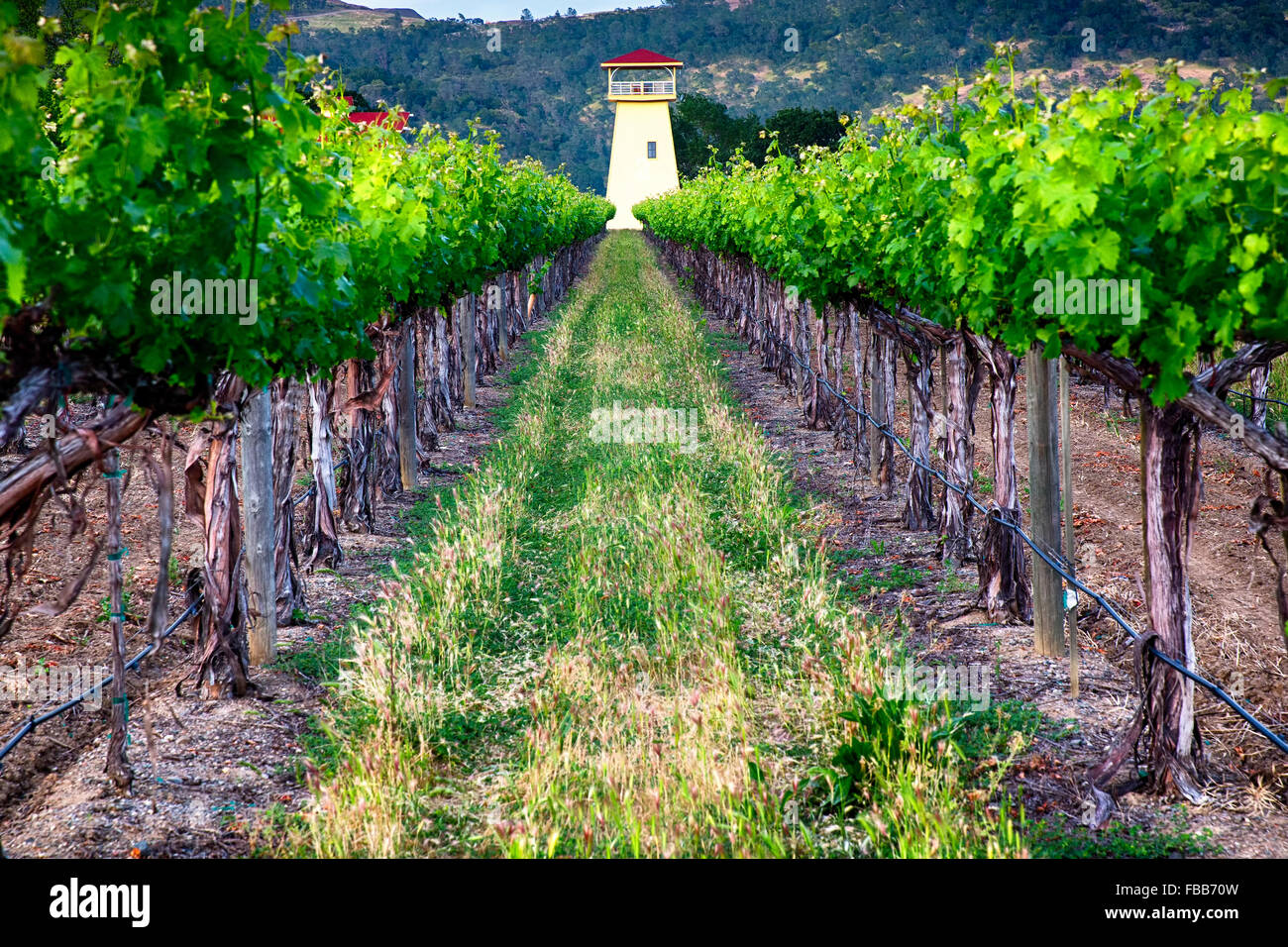 View of a Water Tower in a Vineyard, Rutherford, Napa Valley ...