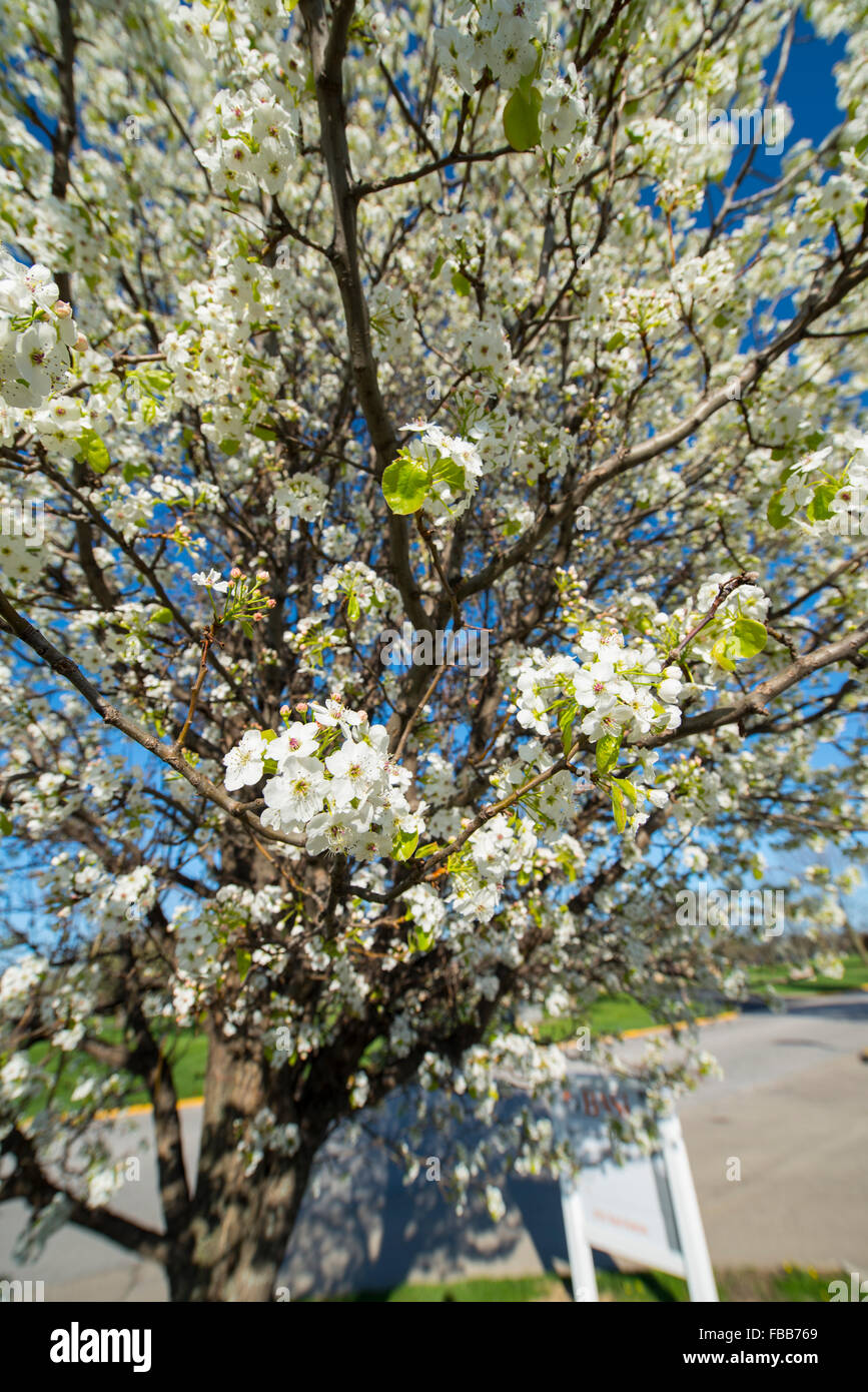 Flowering tree in full bloom on a cloudless day in spring Stock Photo ...