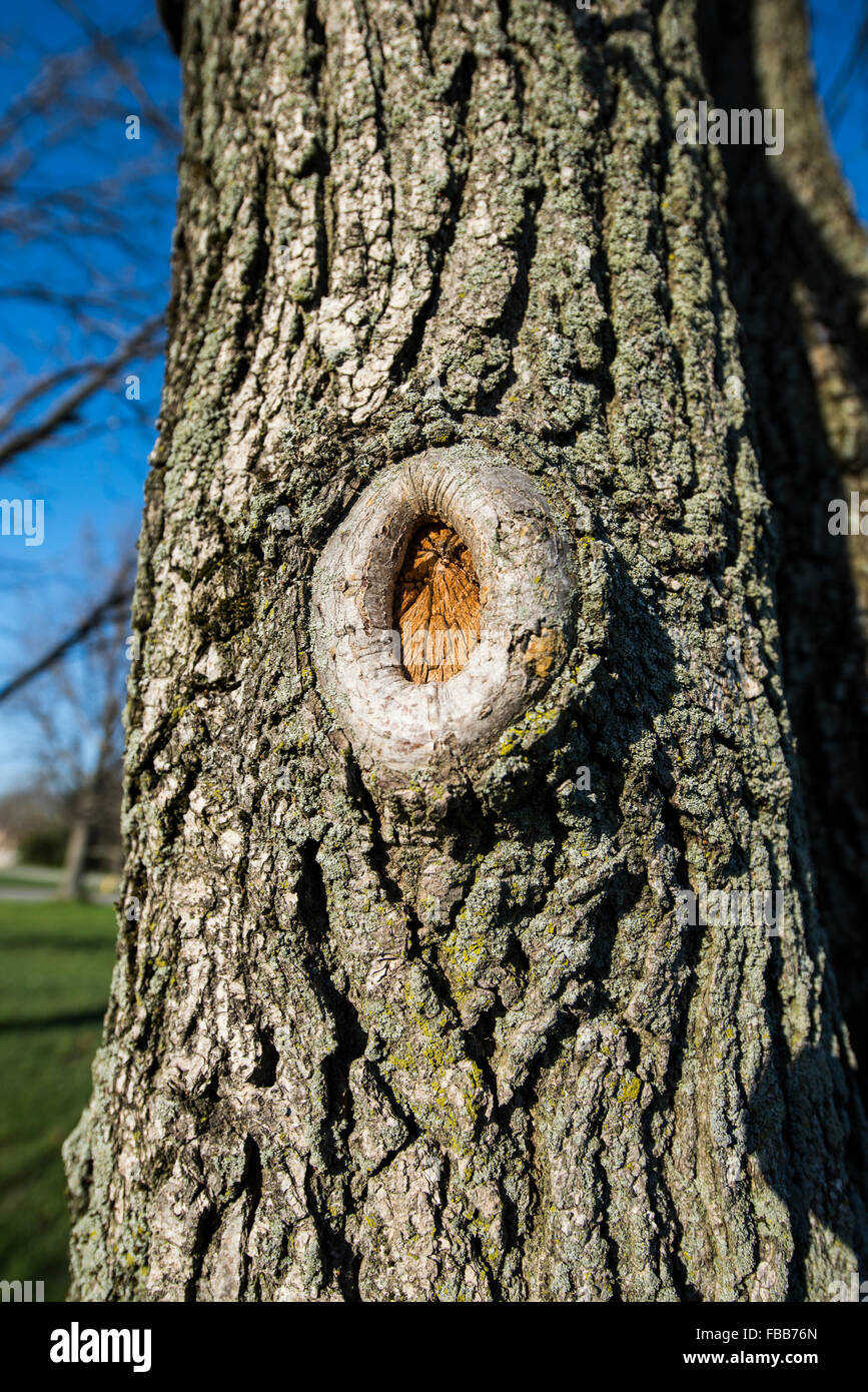Tree trunk side angle hi-res stock photography and images - Alamy