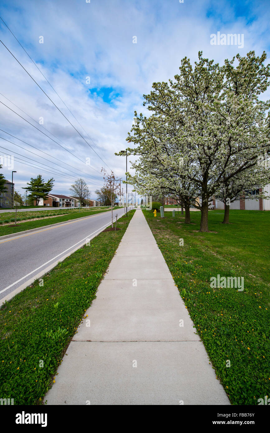 Tree in sidewalk hi-res stock photography and images - Alamy