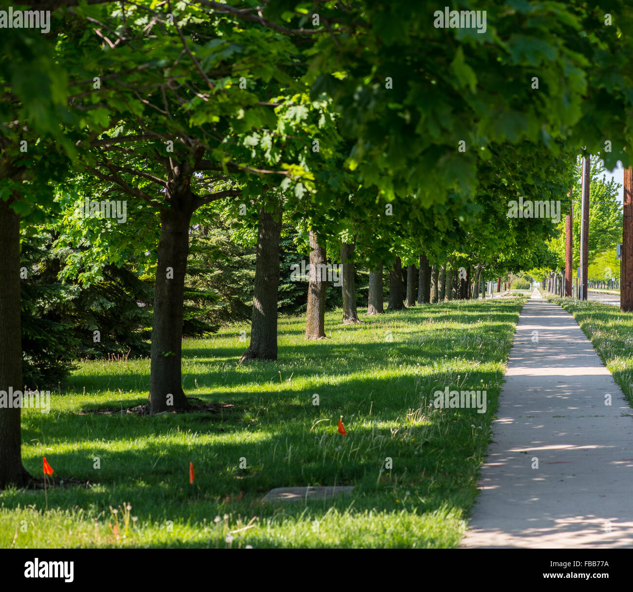 Sidewalk running between power poles and trees in a row fading into the ...