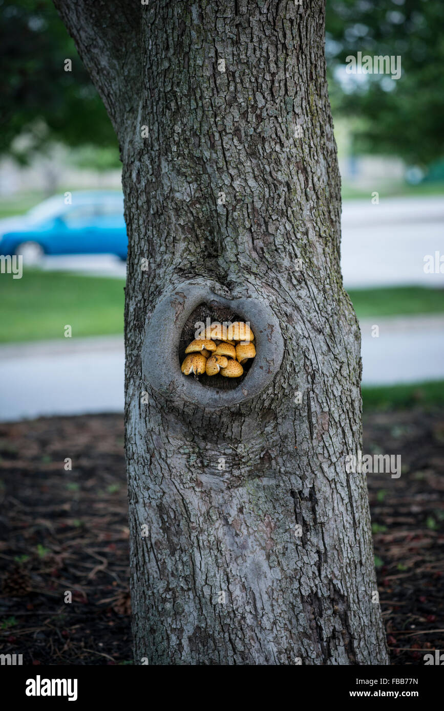 Crotch in tree hi-res stock photography and images - Alamy