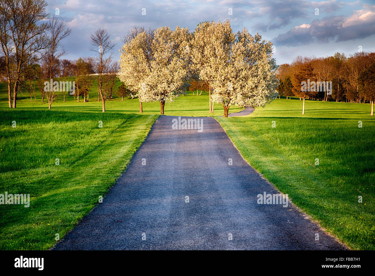 Spring landscape trees road hi-res stock photography and images - Alamy