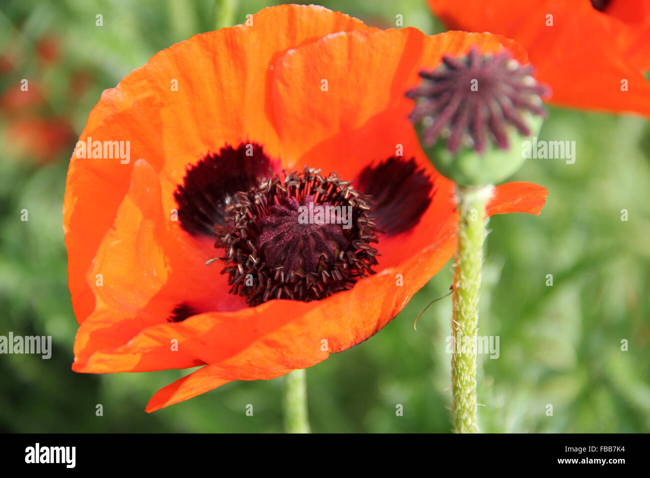 close up picture of a poppy flower Stock Photo - Alamy