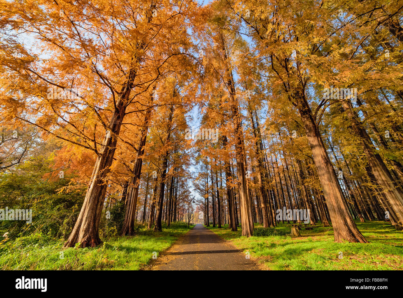 Gingko trees in autumn,Japan Stock Photo - Alamy
