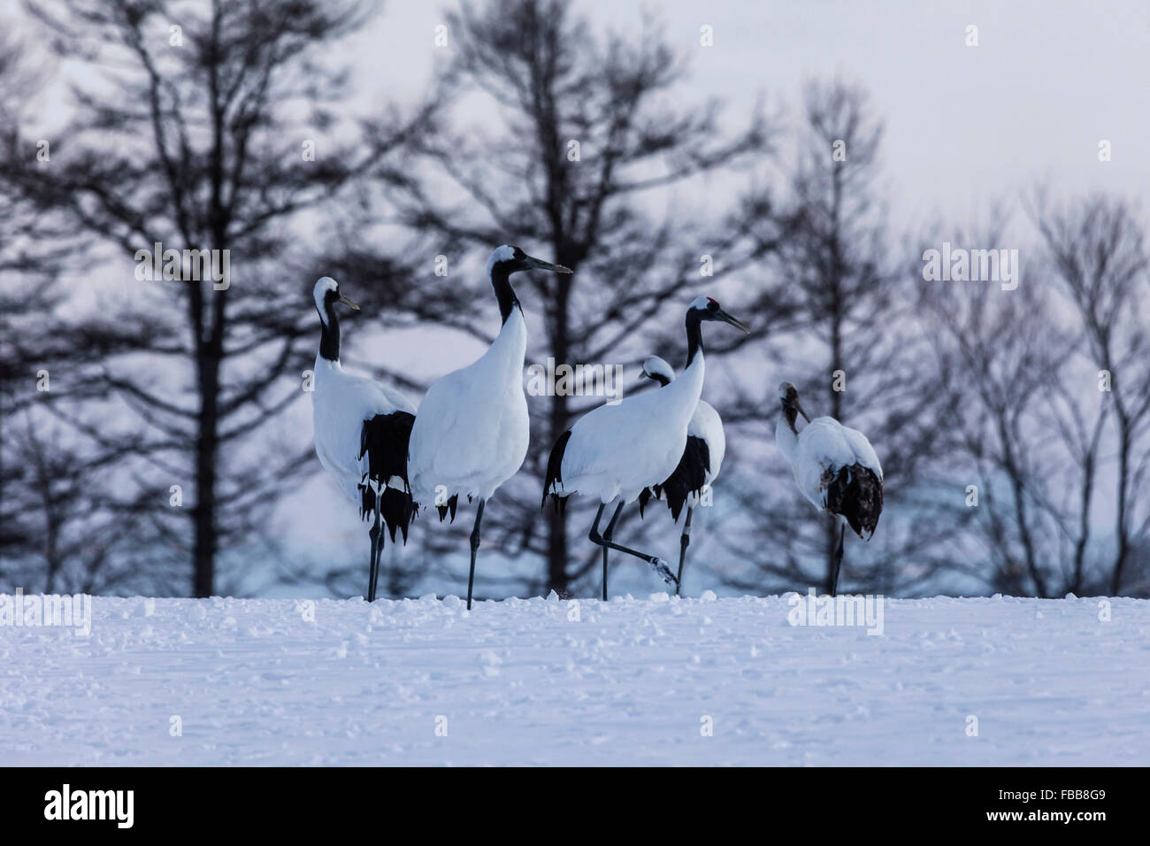 Red crowned cranes Stock Photo - Alamy