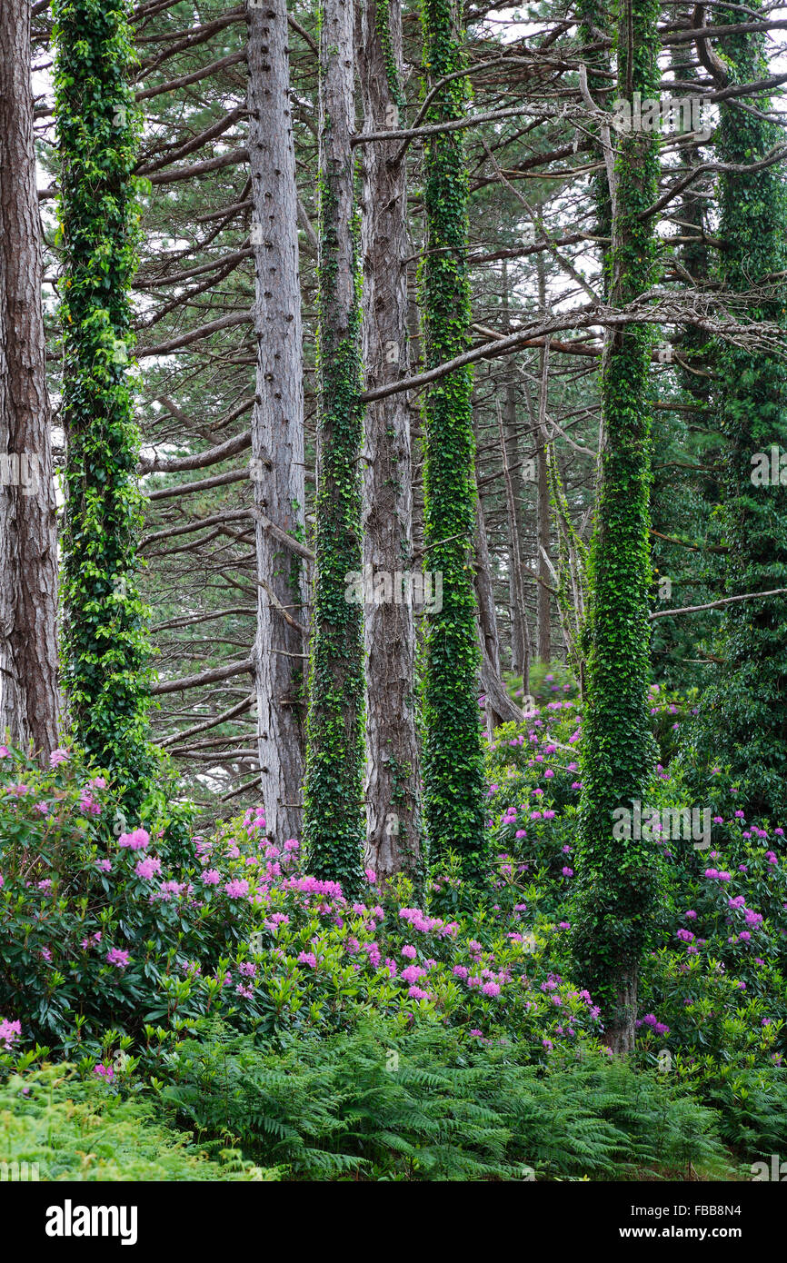 wild growing rhododendron at the roadside near Kenmare on the Ring of ...