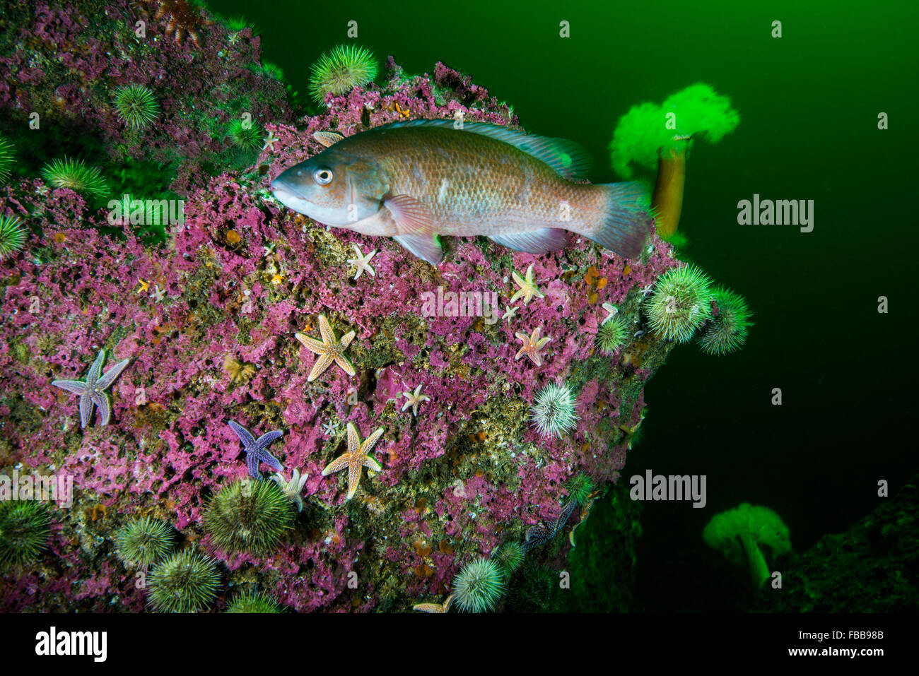 Tautogolabrus adspersus hi-res stock photography and images - Alamy