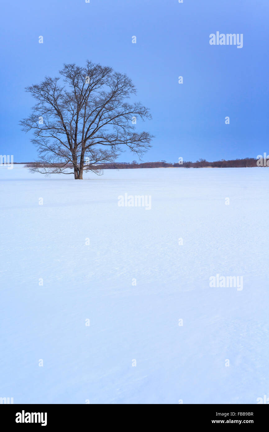 Japanese elm hi-res stock photography and images - Alamy