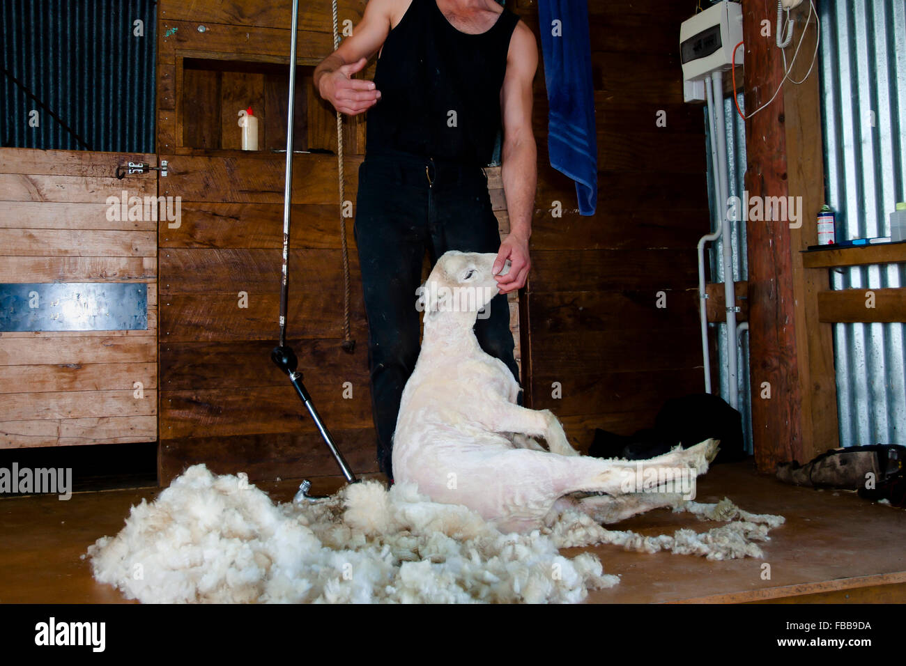 Sheep shearing machine hi-res stock photography and images - Alamy