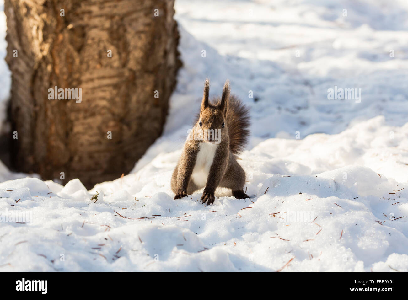 Hokkaido Squirrel (Ezorisu) on the Snow,Hokkaido,Japan Stock Photo - Alamy