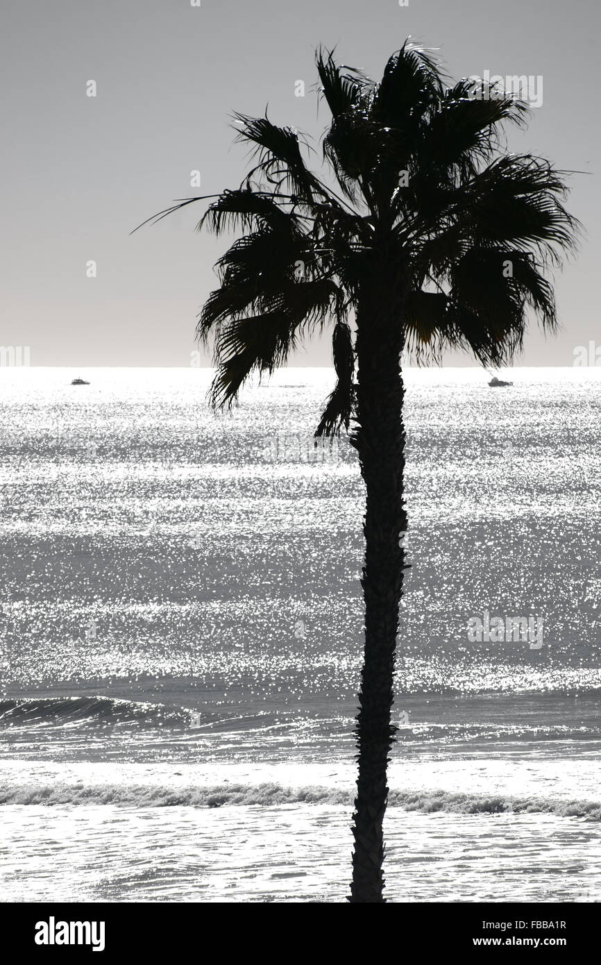 Palm tree against the light Stock Photo - Alamy