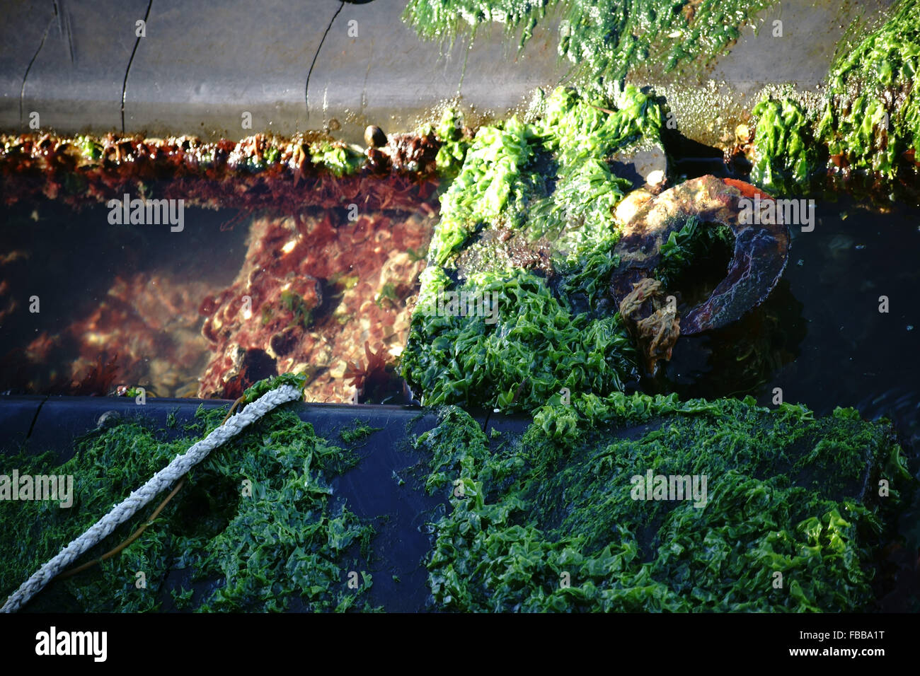 Algae and rust Stock Photo - Alamy