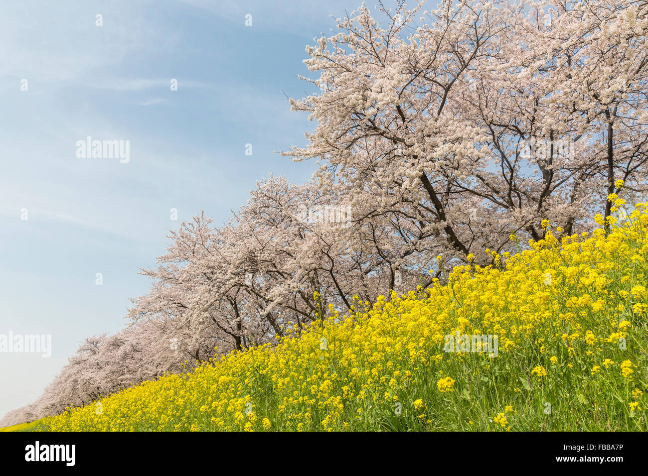 Cherry Blossoms and Field Mustard,Saitama,Japan Stock Photo - Alamy