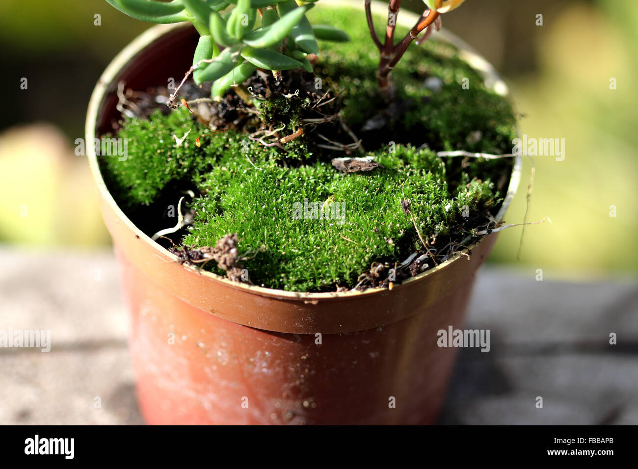 Green Moss covering the surface of the soil in a pot Stock Photo - Alamy