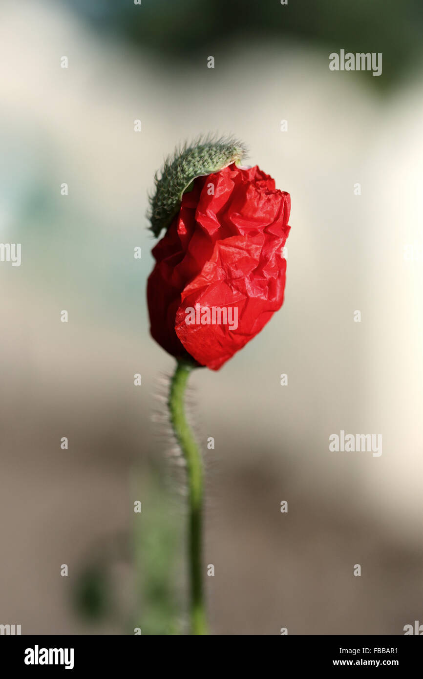 Unopened Poppy High Resolution Stock Photography and Images - Alamy