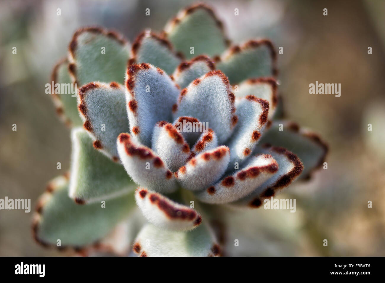 White Panda Plant Kalanchoe Tomentosa, Flower Dome, Garden By The Bay ...