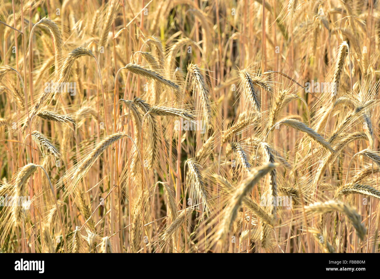 Ripe wheat on the field Stock Photo - Alamy