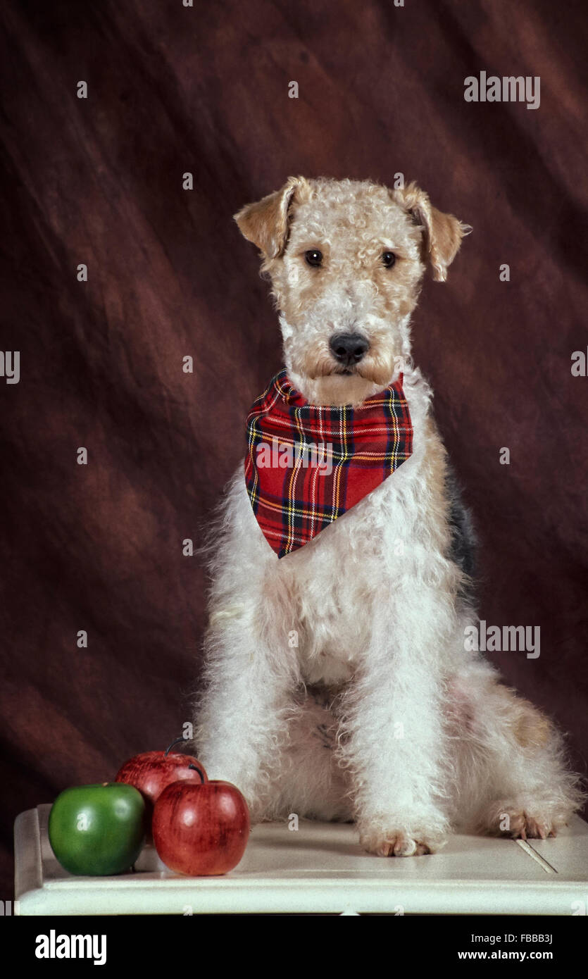 School pet hi-res stock photography and images - Alamy