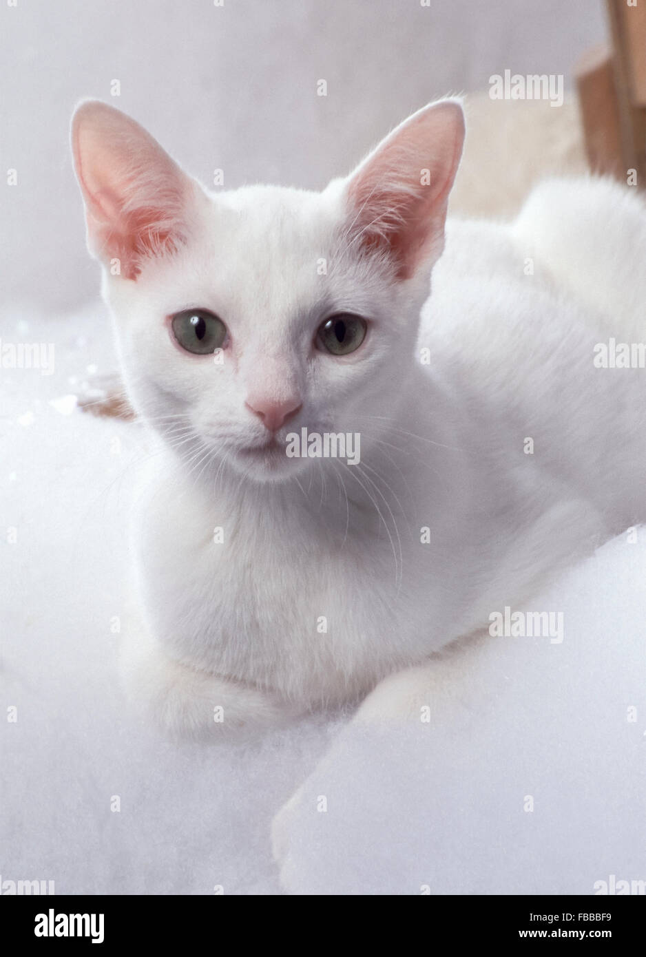 White cat in the snow Stock Photo - Alamy