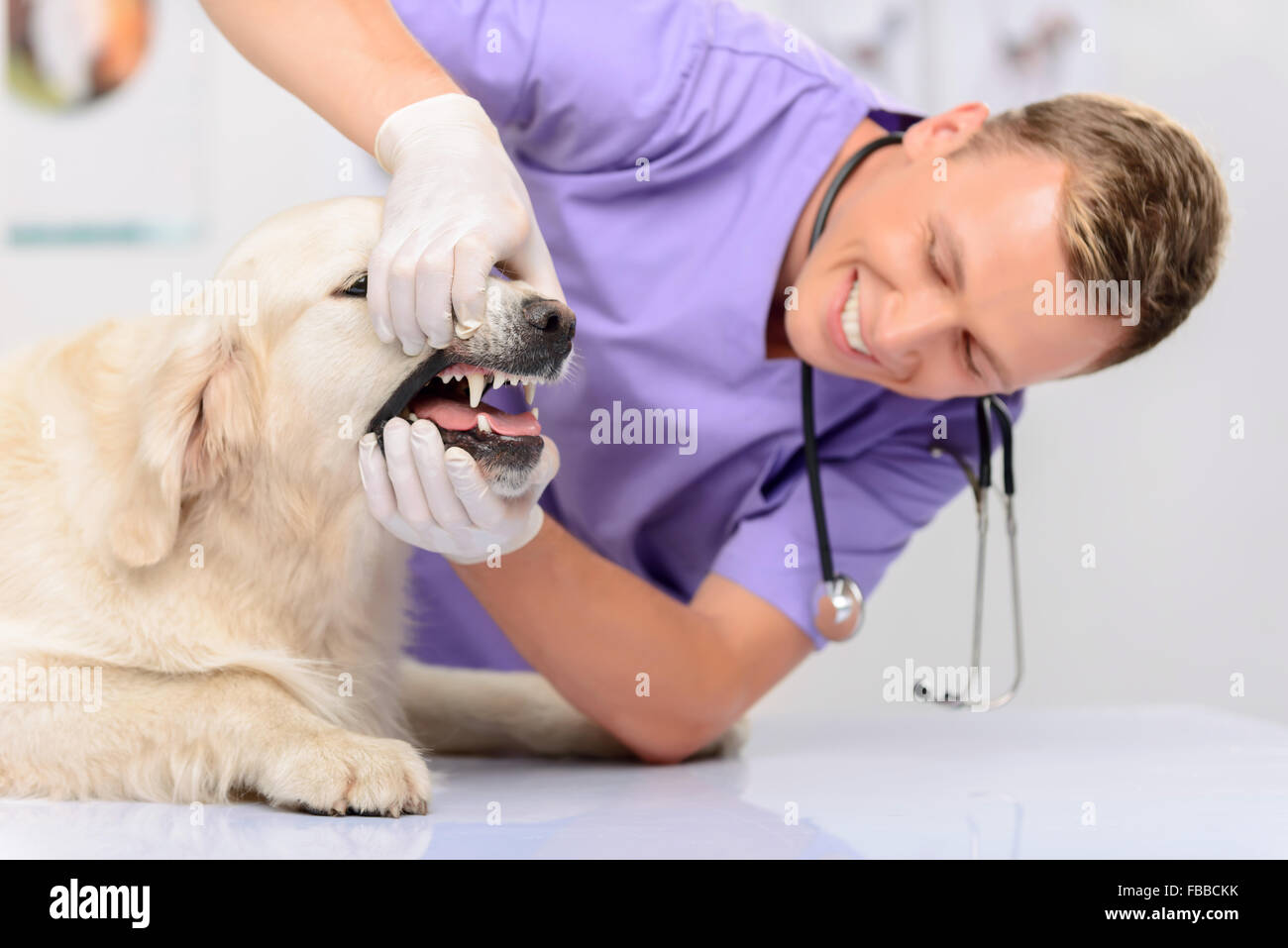 Professional vet examining a dog Stock Photo - Alamy
