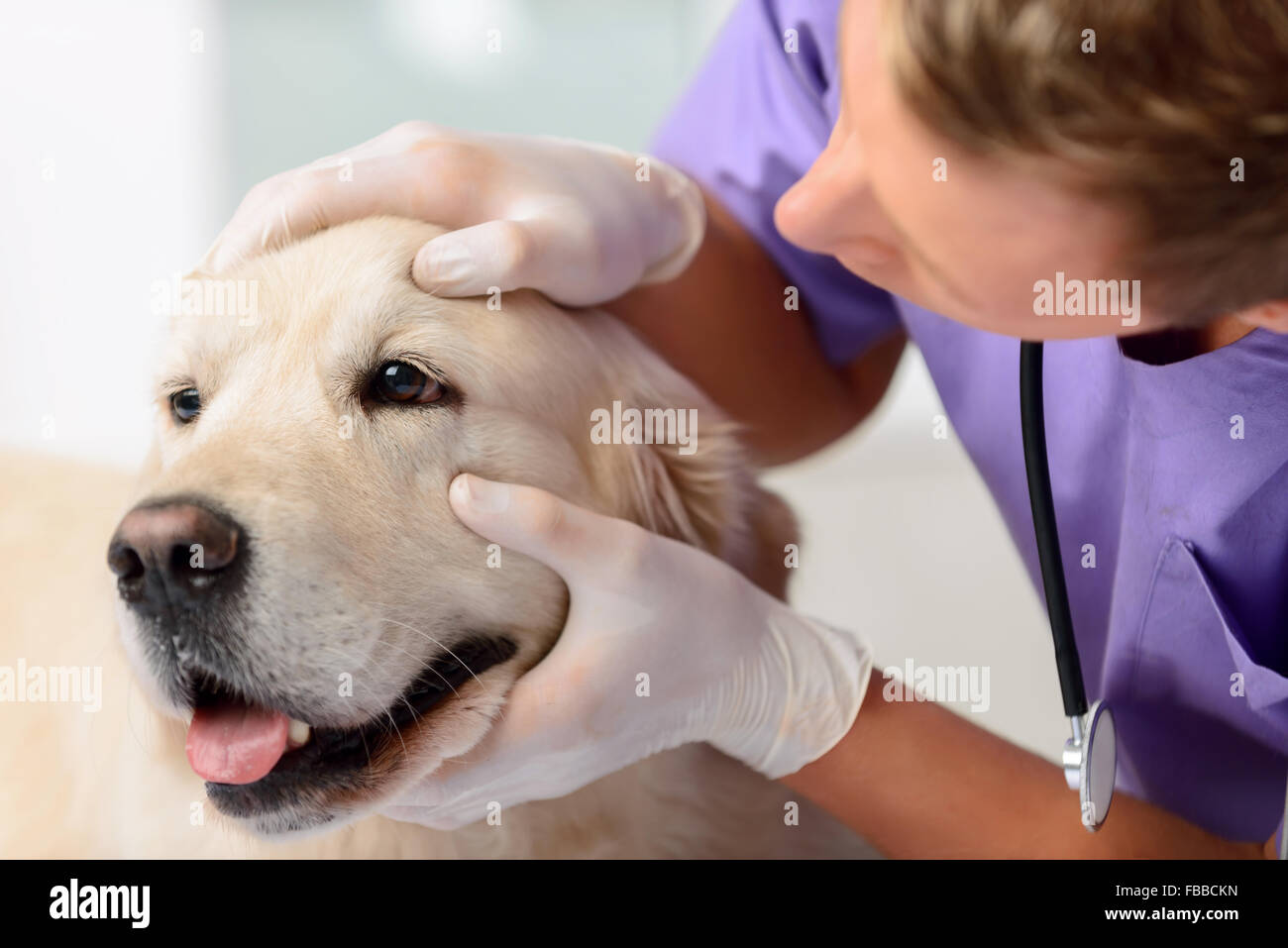Professional vet examining a dog Stock Photo - Alamy