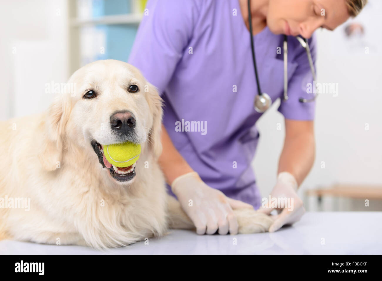 Professional vet examining a dog Stock Photo - Alamy