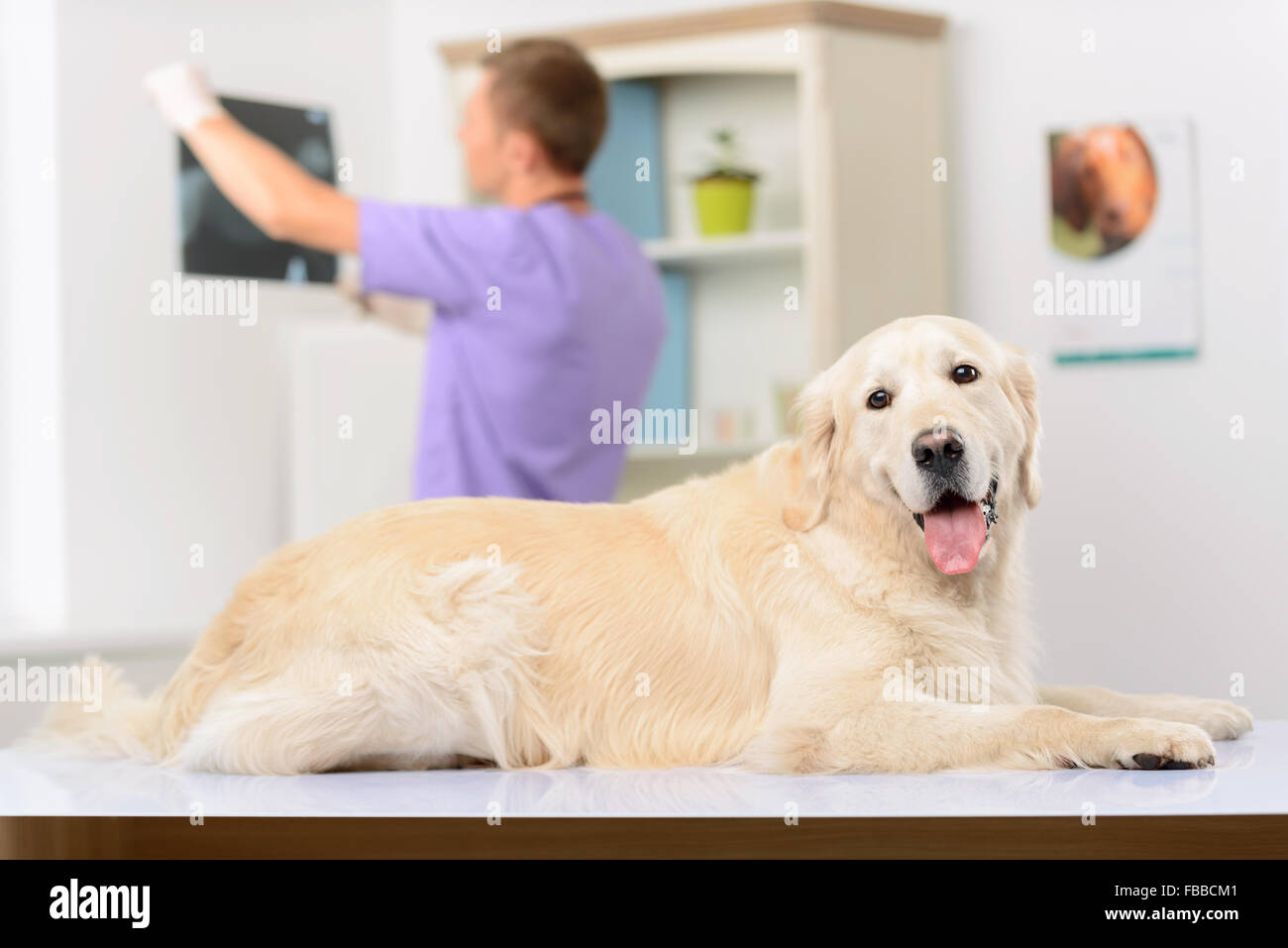 Professional vet hi-res stock photography and images - Alamy