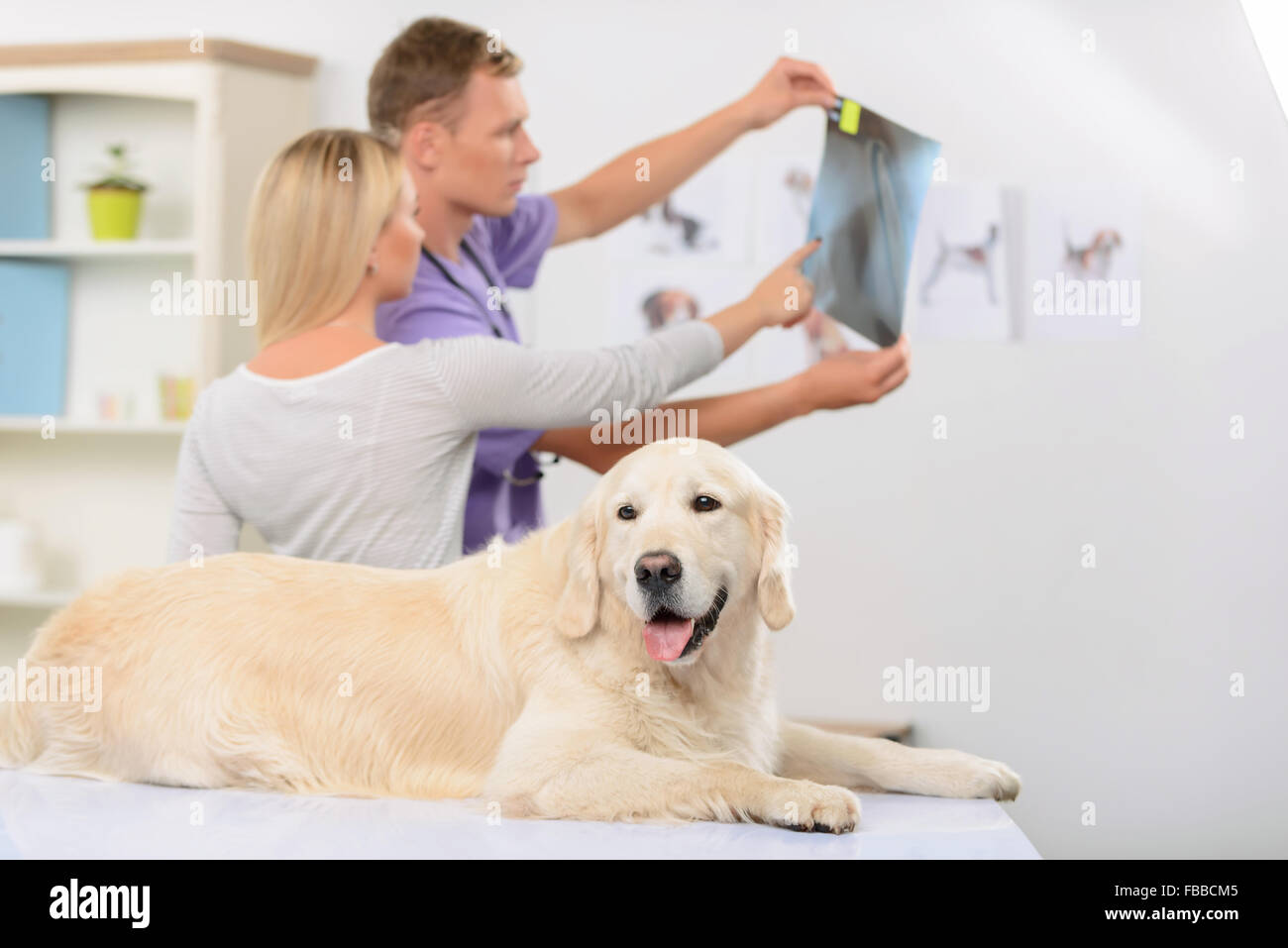 Professional vet examining a dog Stock Photo - Alamy