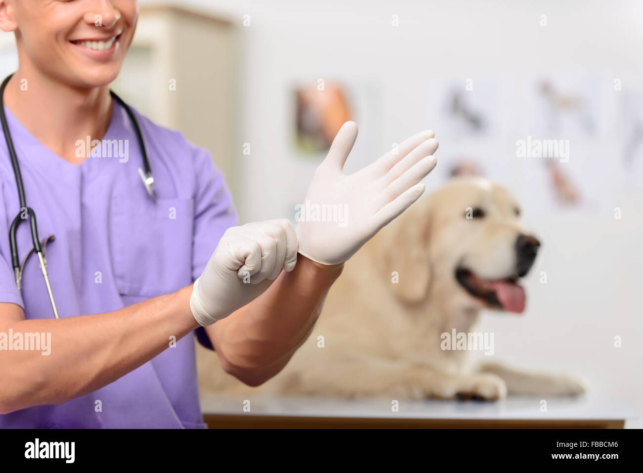 Professional vet examining a dog Stock Photo - Alamy