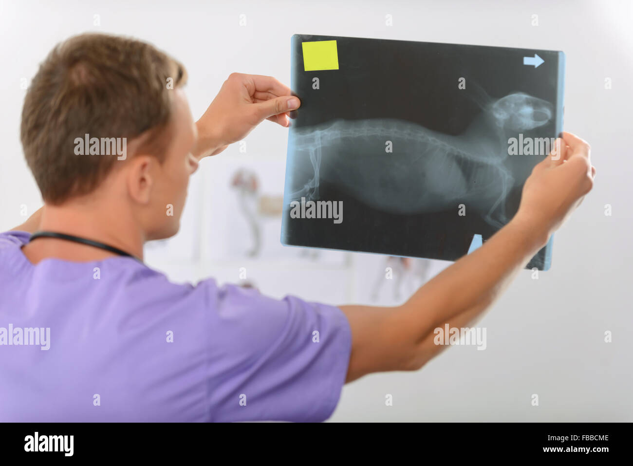 Professional vet involved in work Stock Photo - Alamy