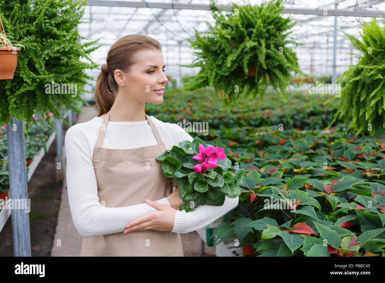 Positive florist working in the greenhouse Stock Photo - Alamy