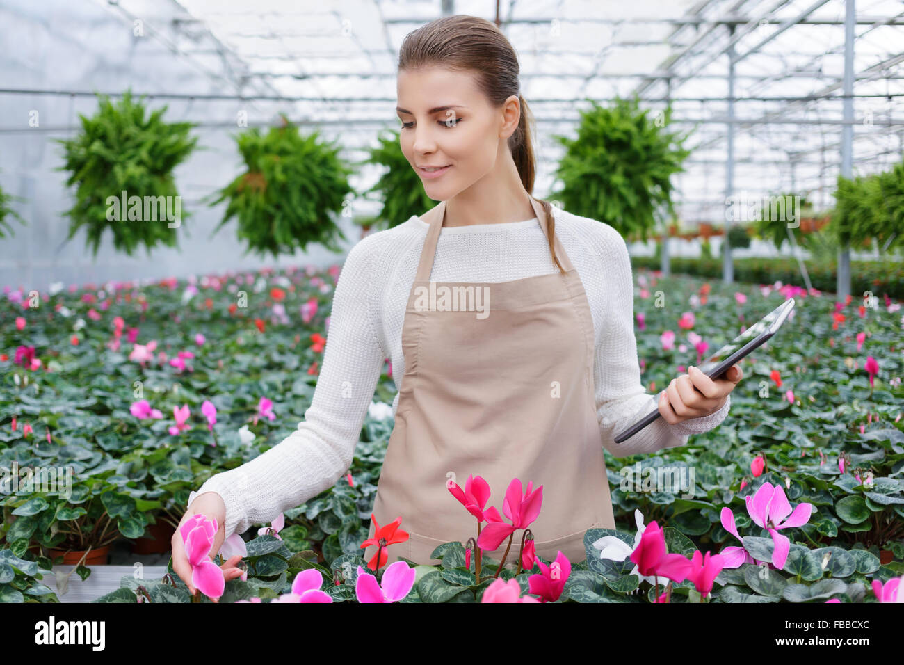 Positive florist working in the greenhouse Stock Photo - Alamy