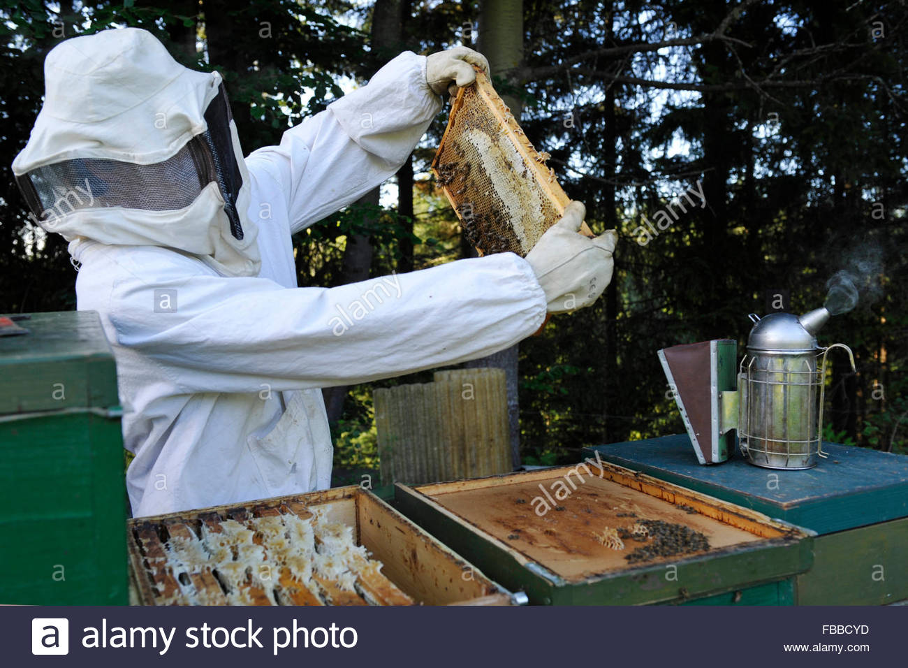 Beekeeping Stock Photos & Beekeeping Stock Images - Alamy
