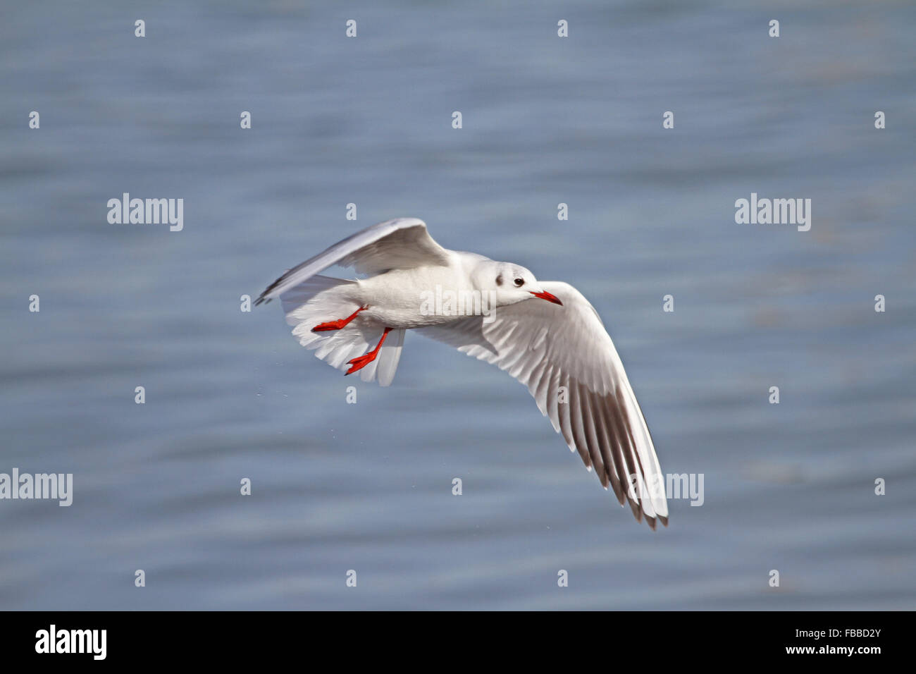 Mediterranean or black-headed gull in flight over the Adriatic sea ...