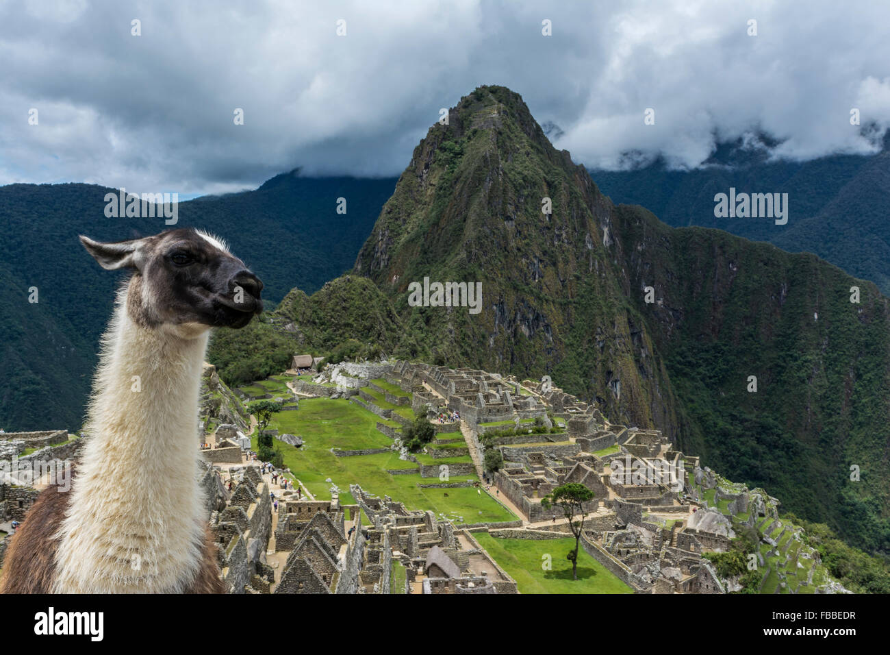 Machu picchu animal people hi-res stock photography and images - Alamy