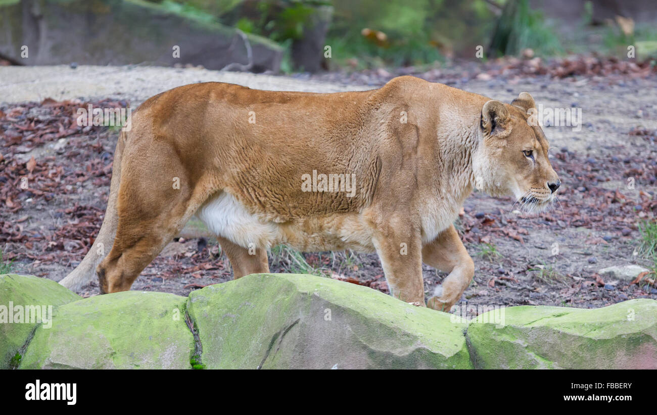 Lion on alert (Panthera Leo), selective focus Stock Photo - Alamy