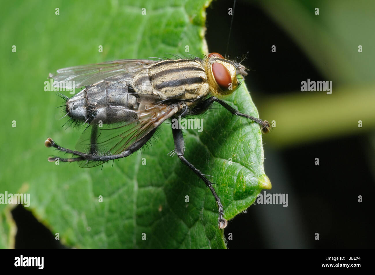 Grey flesh fly, Sarcophaga aurifrons, at Glenbrook, New South Wales ...