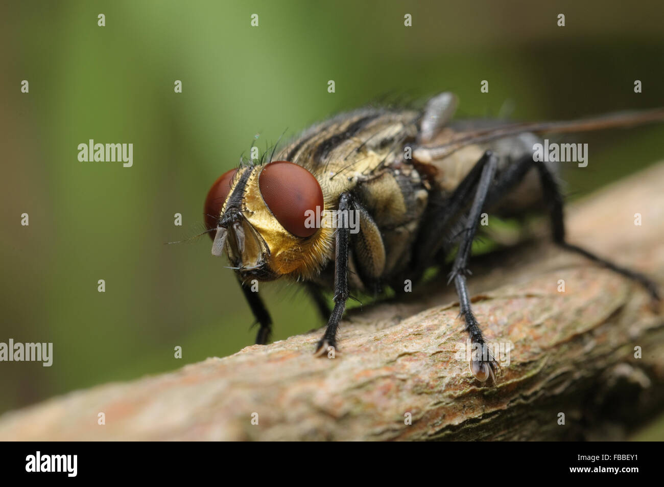 Fleshfly hi-res stock photography and images - Alamy