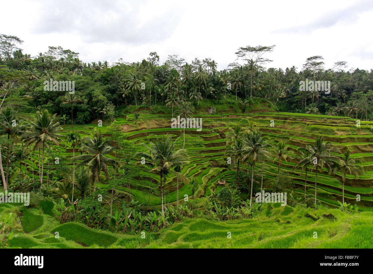 Rice terrace in Ubud,Bali,Indonesia Stock Photo - Alamy