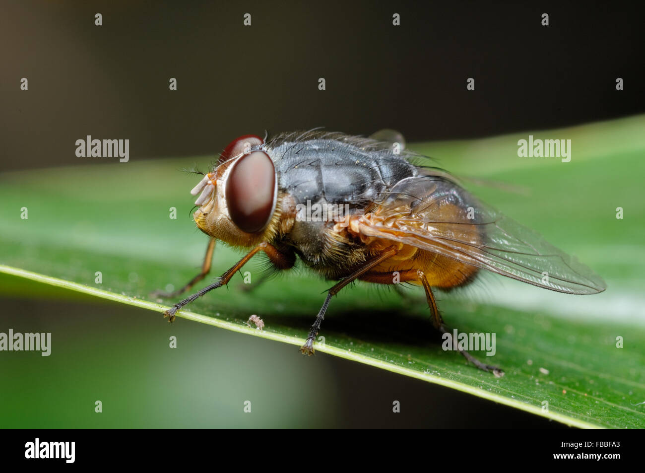 Calliphora augur hi-res stock photography and images - Alamy