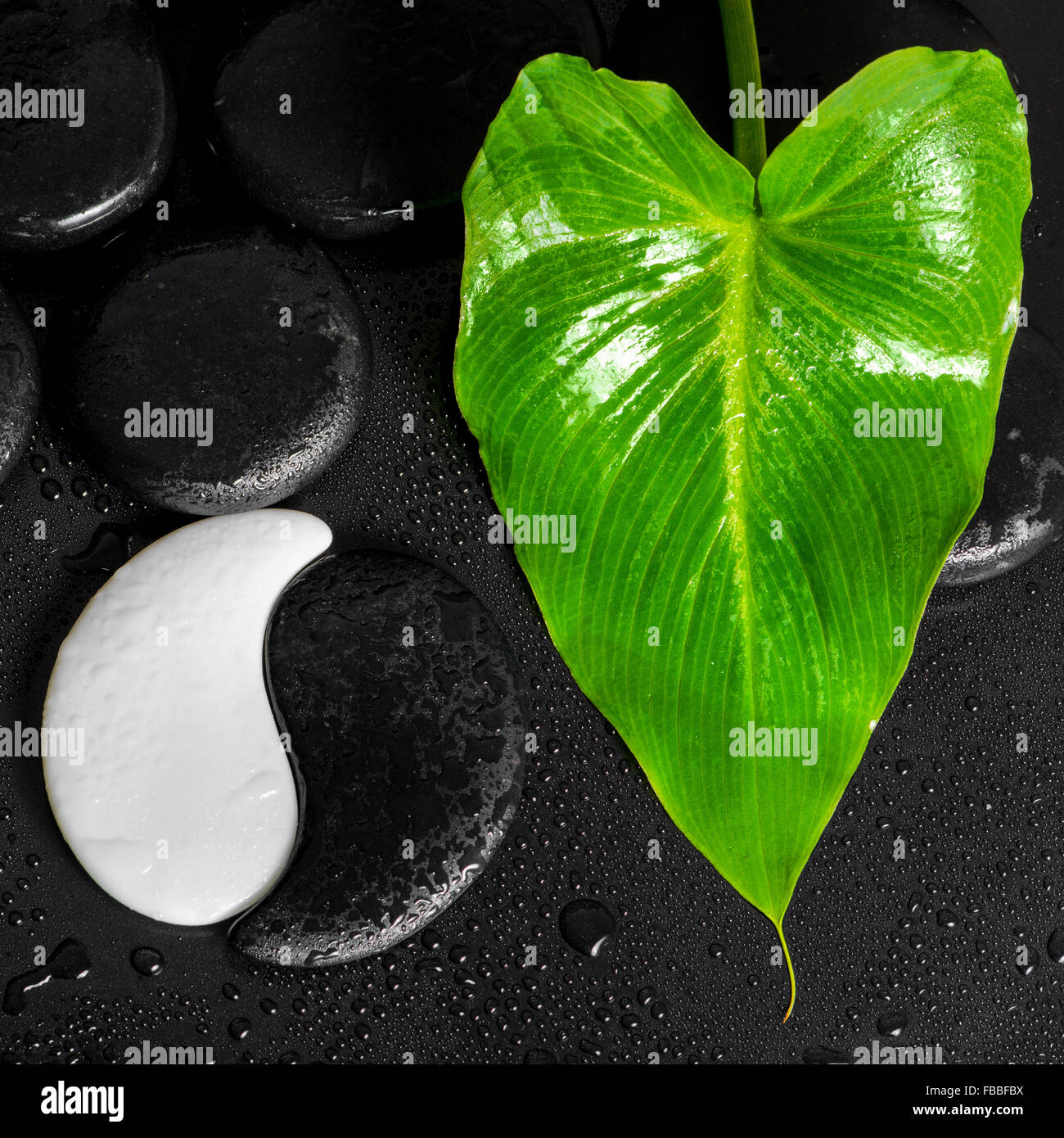 beautiful spa concept of Yin-Yang stone texture and green leaf Calla ...