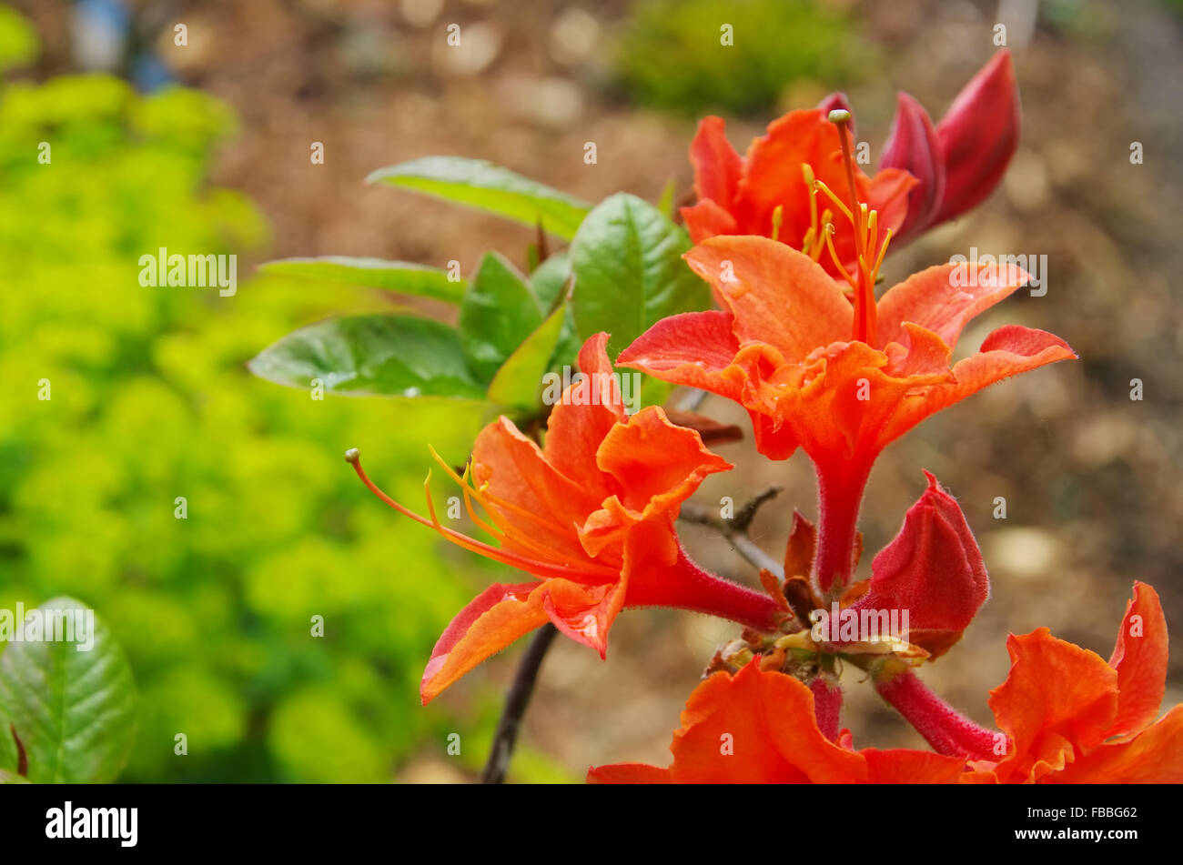 Azalee orange - azalea orange 01 Stock Photo - Alamy