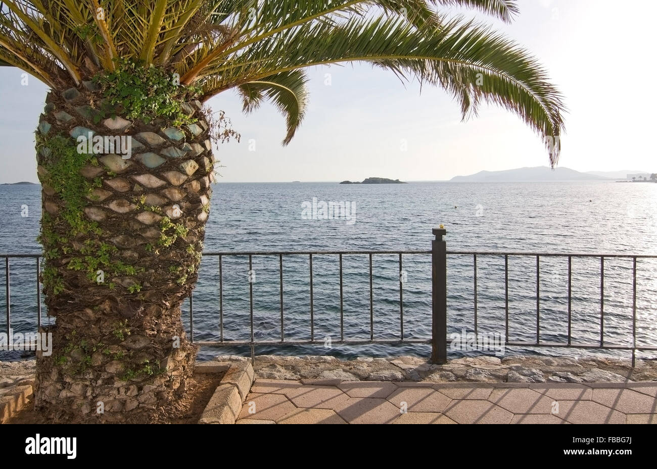 Beautiful green palm tree and seaside fence in Ibiza, Balearic islands ...