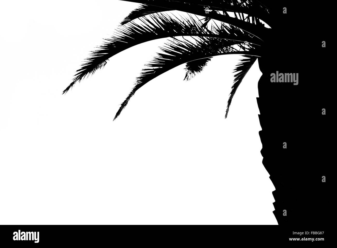 Palm tree margin with trunk and branches isolated on white Stock Photo ...