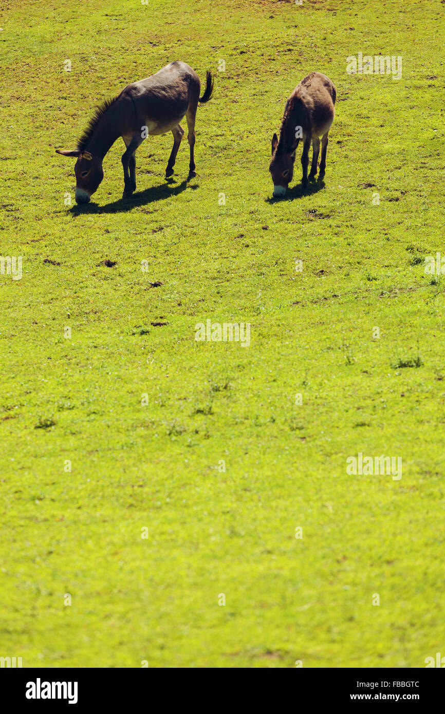 Portrait of donkeys head hi-res stock photography and images - Alamy