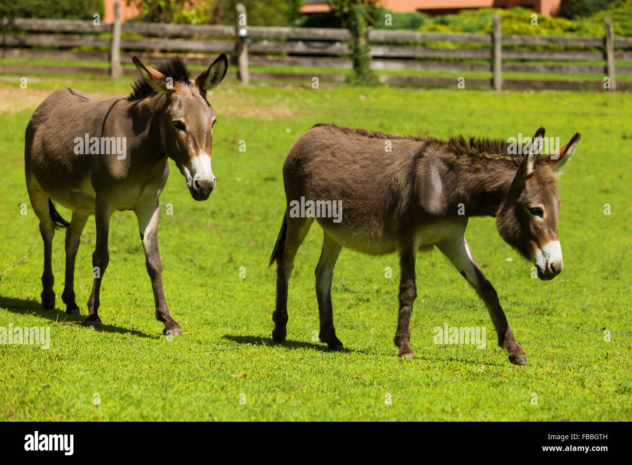 Donkeys free grazing, summer Stock Photo - Alamy